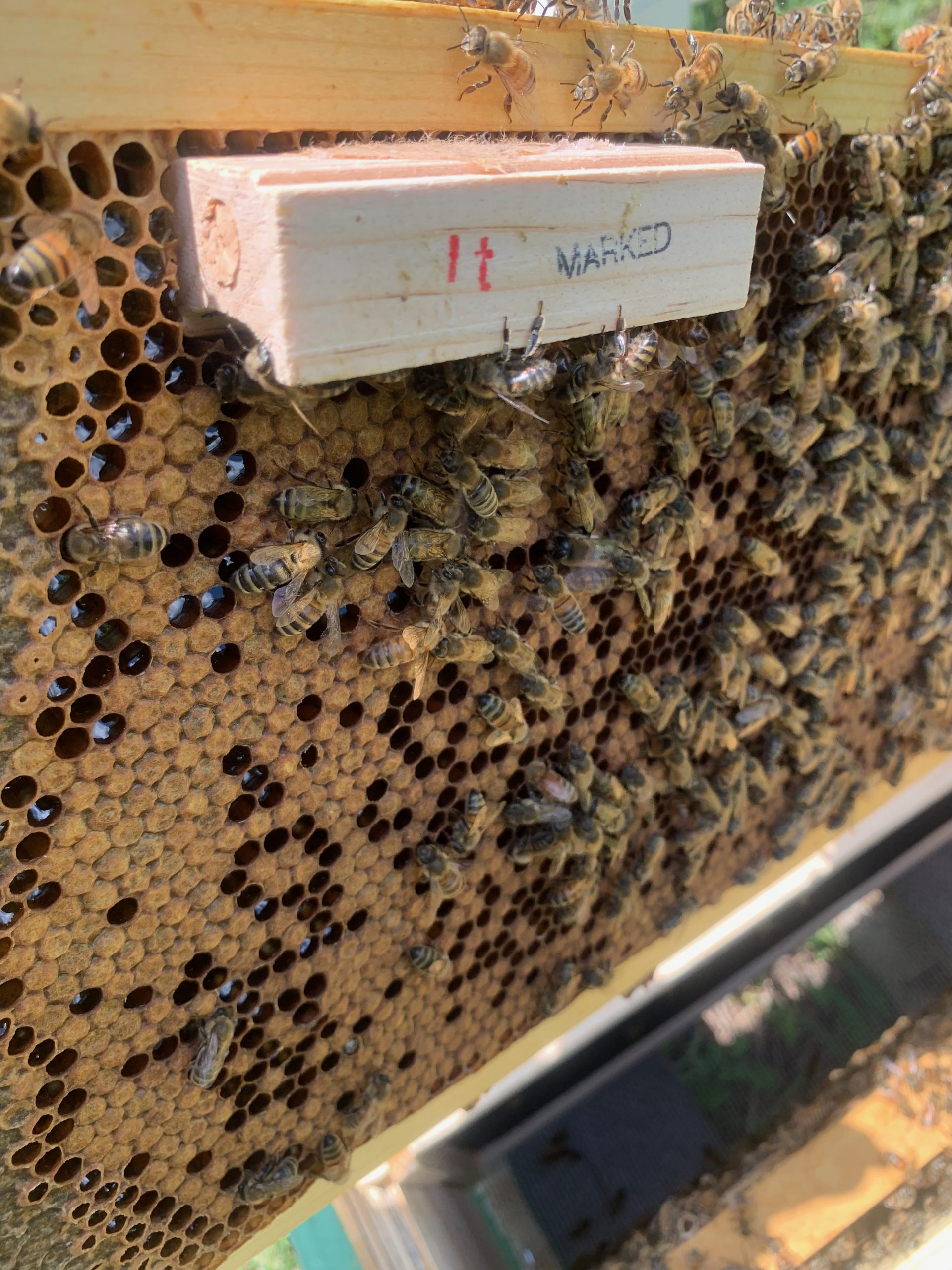 Queen Introduction - Backyard Beekeeping